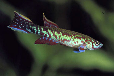ROLOFFIA GERYI
